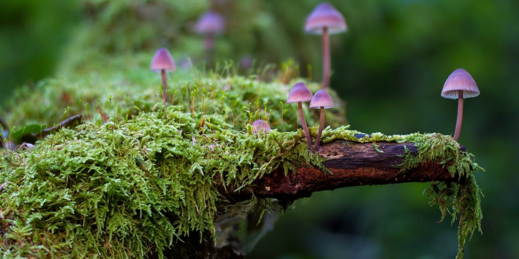hongos en Ciencia y Biología