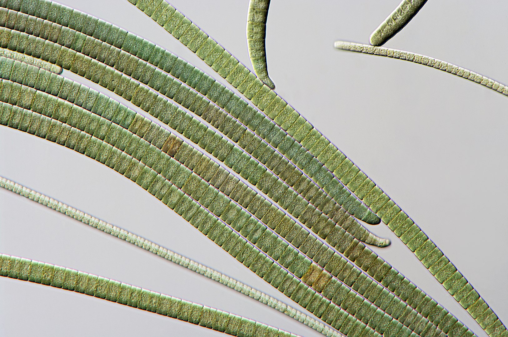 Cianobacterias, algas verdeazuladas o cianófitos | Ciencia y Biología