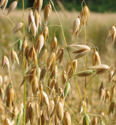 Emergence Agro