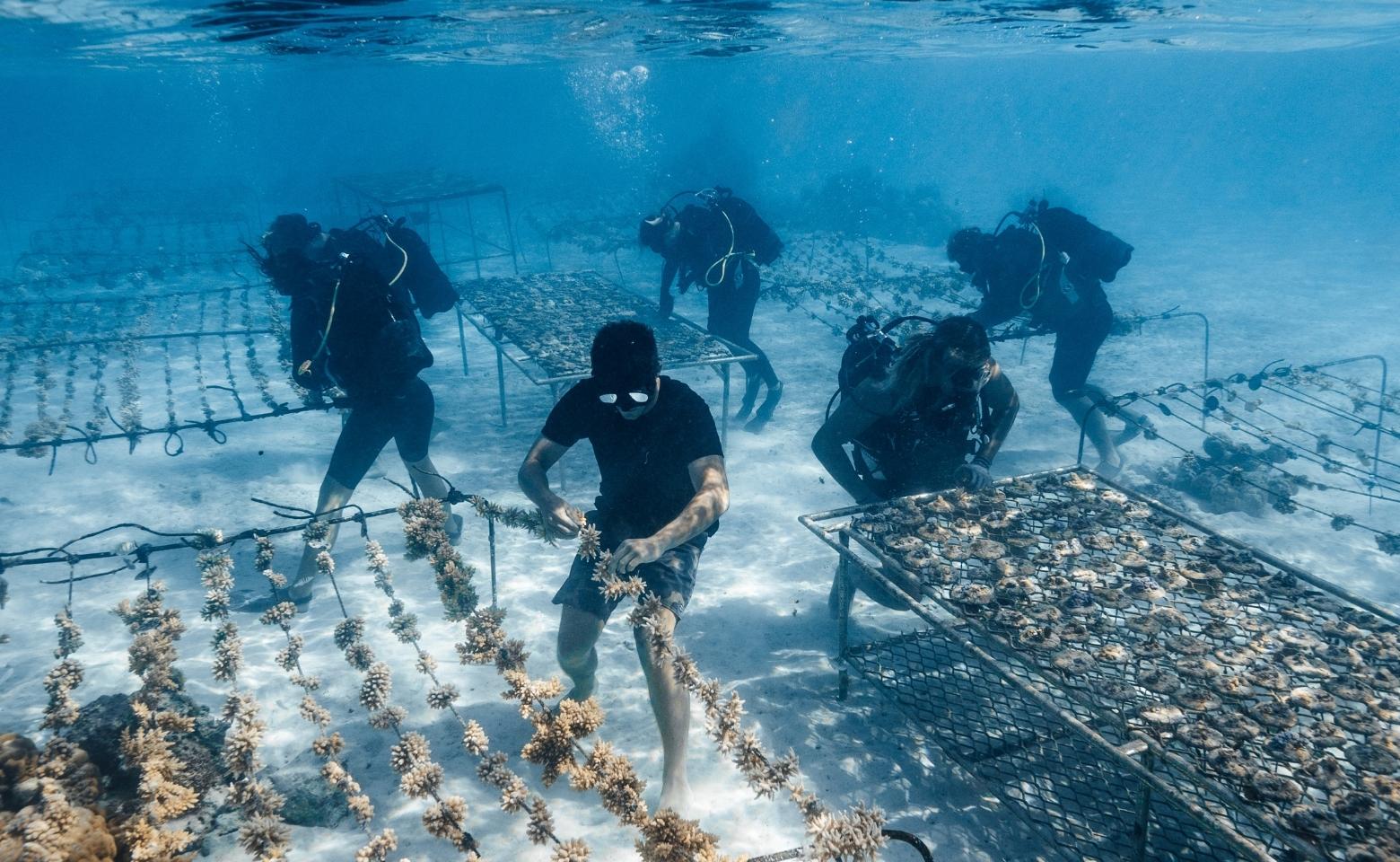 Donate – Coral Gardeners