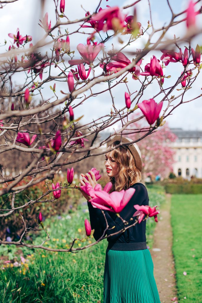 Magnolia blossom at Palais Royal - Paris Photographer - Professional ...